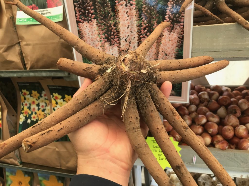 Beechill Bulbs - National Ploughing Association