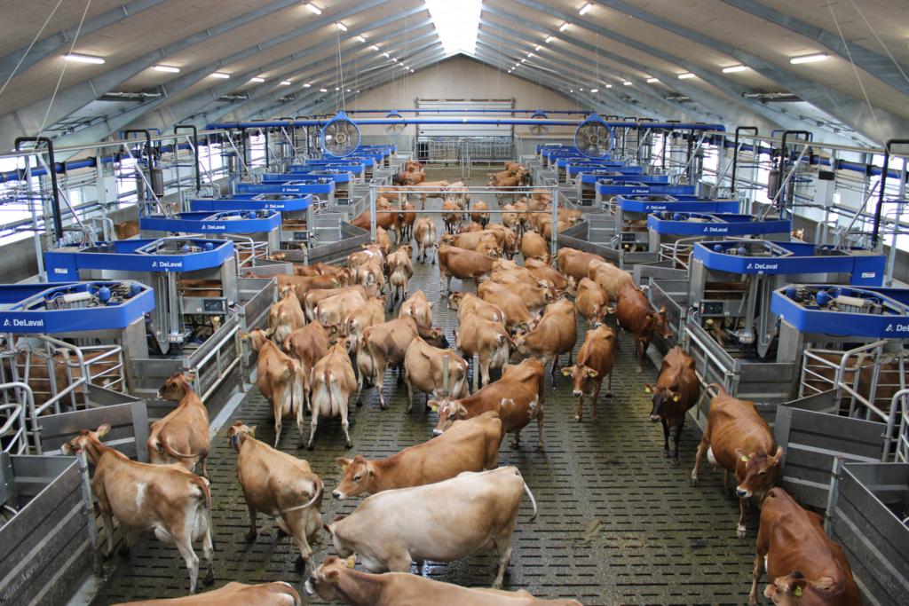 World’s largest batch milking farm unveiled - National Ploughing ...